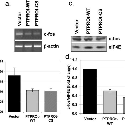 Reduced Expression Of C Fos In K562 Cells Expressing Ptprot Mrna