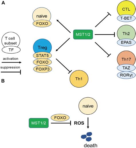 Frontiers Mst1 2 Balance Immune Activation And Tolerance By