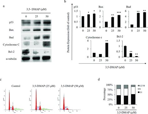 3 5 Dmap Caused Both Activation Of Apoptosis And Cell Cycle Arrest A