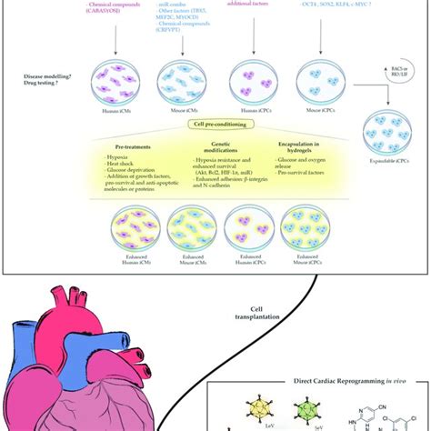Schematic Representation Of Different Approaches Used For In Vitro And