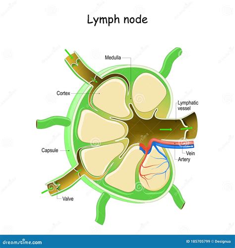 Lymph Node Anatomy Stock Vector Illustration Of Lymphocyte 185705799
