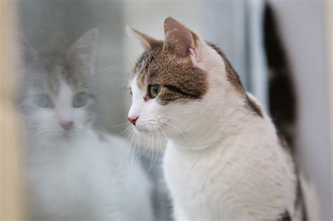 feline immunodeficiency virus fiv fiv cats blue cross