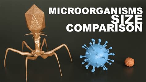 microorganisms size comparison adafruit industries makers hackers