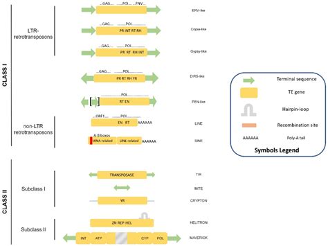 Cells Free Full Text Constitutive Heterochromatin In Eukaryotic