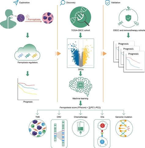 Multi Omics Analysis Of Ferroptosis Regulation Patterns And