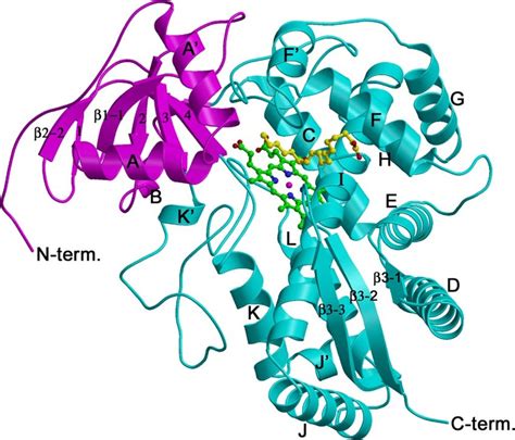 Ribbon Diagram Of The Structure Of Aos With Bound Heme And 13 S Hode
