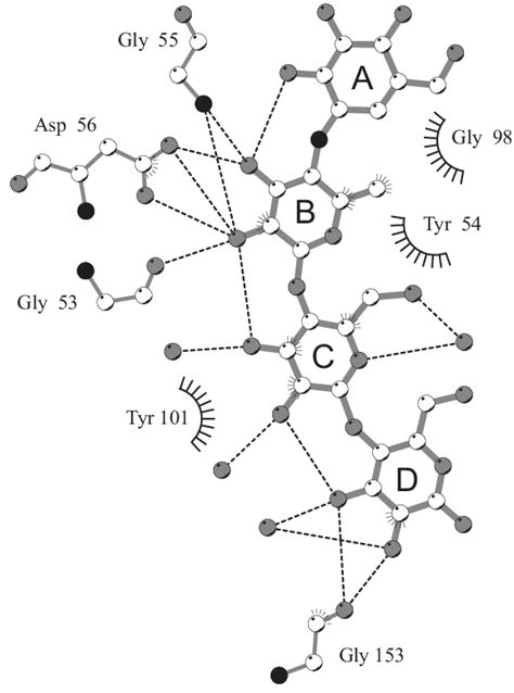 Scheme Of The Interactions Of Acarbose Bound To The Secondary Binding