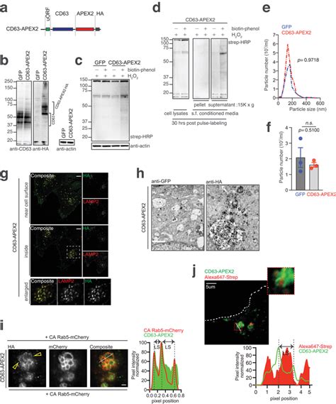 Intracellular Labelling Inducible By Cd63‐apex2 A Schematic Drawing