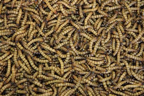 Maggots Dream Meaning And Symbolism Symbols