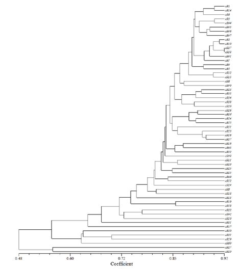 upgma generated dendrogram by rapd analysis download scientific diagram
