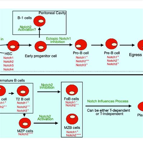 Notch Expression And Role In B Cell Differentiation Expression Of