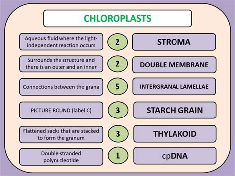 Chloroplast Structure Aqa A Level Biology Teaching Resources