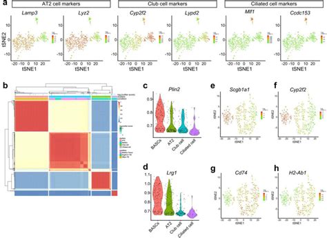 Comparison Of Cell Clusters From Scrna Seq A T Sne Of 480 Scrna Seq