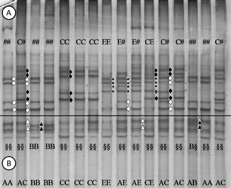 Polymerase Chain Reaction Single Strand Conformation Polymorphism