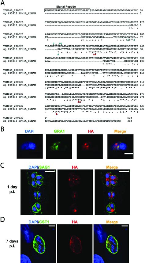 Tgppm3c Is A Parasitophorous Vacuole Protein With A Pp2c Class