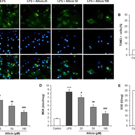 Allicin Activated Nrf2 Ho 1 Signaling Pathway In Lps Induced