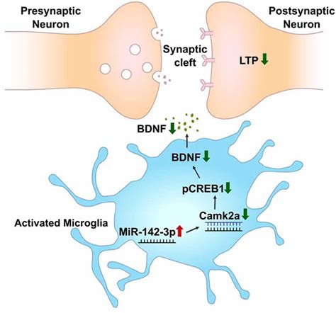 Frontiers Mir 142 3p Regulates Bdnf Expression In Activated Rodent