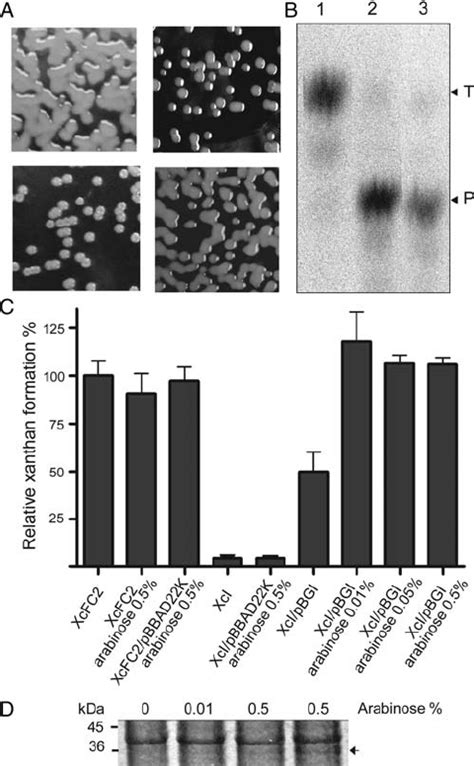Functional Complementation Of The Xci Mutant By The Gumi Gene A