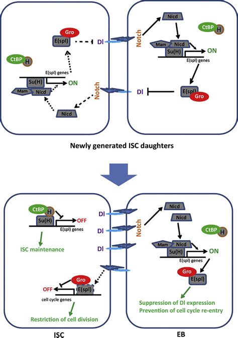 A Model For The Functions Of Ctbp And Gro In Lateral Inhibition Between