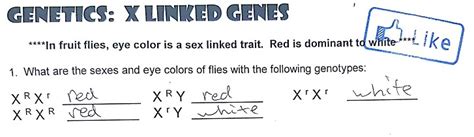 Practice Genetics Sex Linked Traits In Fruit Flies Worksheets Library