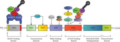 Nrf2 And Keap1 Structure Function Relationship A Schematic