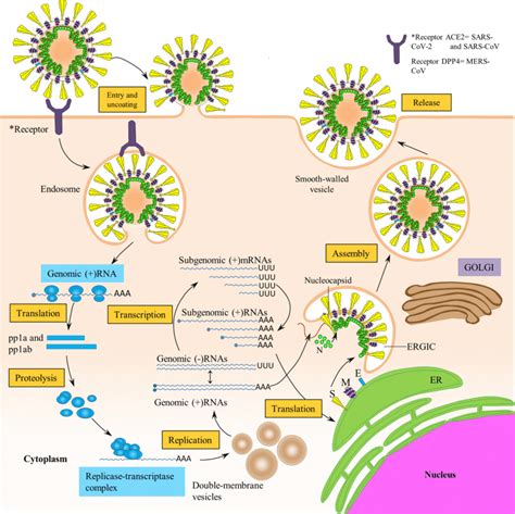 Viral Replication Cycle In Eukaryotic Cells The Virus Binds To A