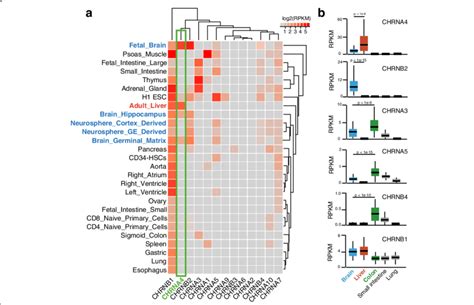 Tissue Specific Expression Patterns Of Nicotinic Acetylcholine
