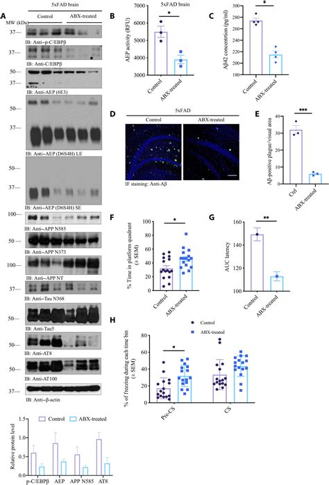 Gut Dysbiosis Contributes To Amyloid Pathology Associated With C Ebpβ