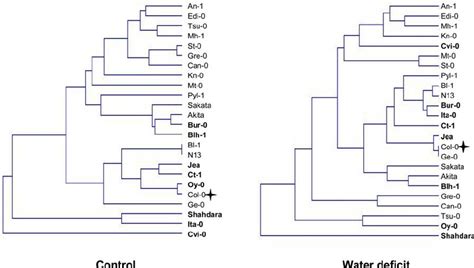 Dendrogram Of The Upgma Classification Of The Whole Set Of Accessions