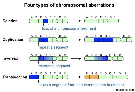 What Is A Chromosome – Function And Structure Rs Science