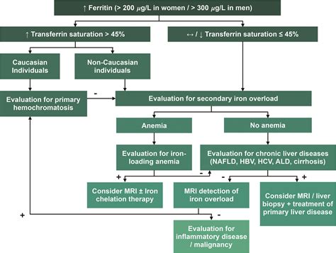 Secondary Iron Overload And The Liver A Comprehensive Review
