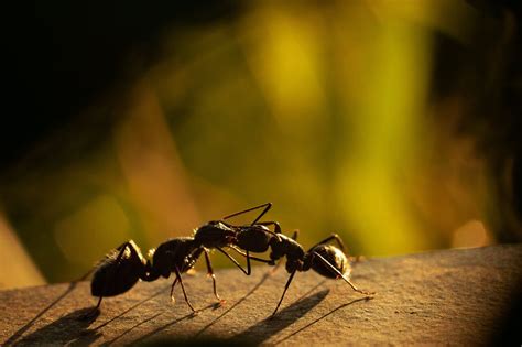 The Complex Organization Of An Ant Colony