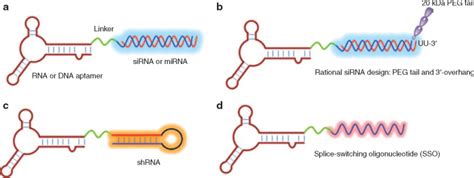 Cell Type Specific Aptamer Functionalized Agents For Targeted Disease