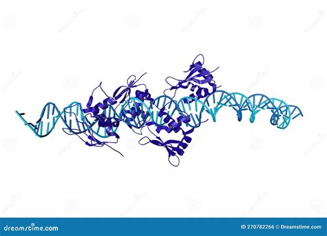 Interferon Regulating Factor 3 Irf3 Bound To The Interferon Beta