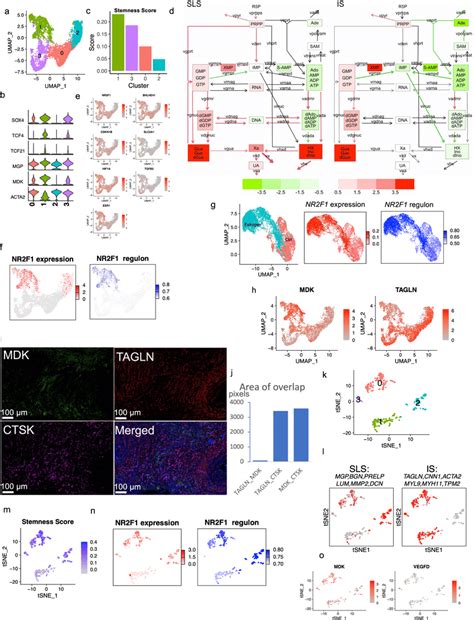 Heterogeneous Cellular States In Aml And Lam A Umap Plot Of Aml Cells