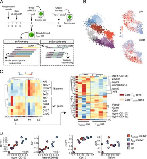 Scrna Seq Reveals A Transcriptional Trm Like Mp State In The
