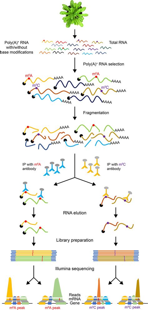 Frontiers Analysis Of Transcriptome And Epitranscriptome In Plants