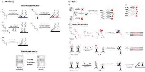 Technologies Used To Experimentally Identify Linear Epitopes On
