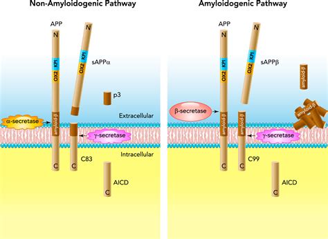 Expression And Processing Of Amyloid Precursor Protein In Vascular