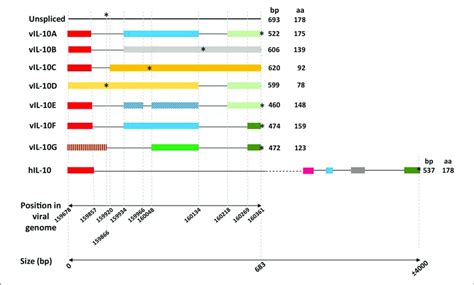 Schematic Representation Of The Genomic Intron Exon Organization Of