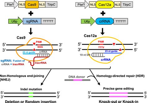 Schematic Overview Of Crispr Cas12a And Crispr Cas9 Mediated Genome