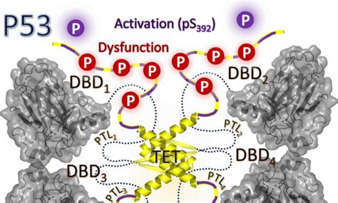 Exploring The Functional Landscape Of The P53 Regulatory Domain The