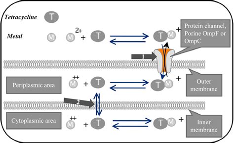 Uptake And Transport Of The Tetracycline Molecule Across The