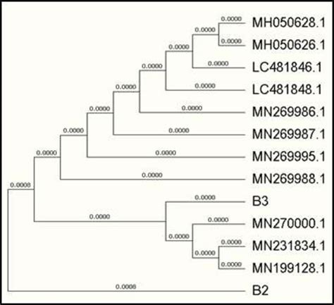 Phylogenetic Tree Of Genetic Variants Of The Cox1 Fragment Of Four E
