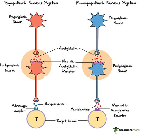 Sympathetic Vs Parasympathetic Nervous System – Mcat Biology