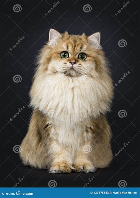 Amazing Fluffy British Longhair Cat Kitten Isolated On Black