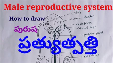 How To Draw Male Reproductive System Step By Step Easy Methods Drawings