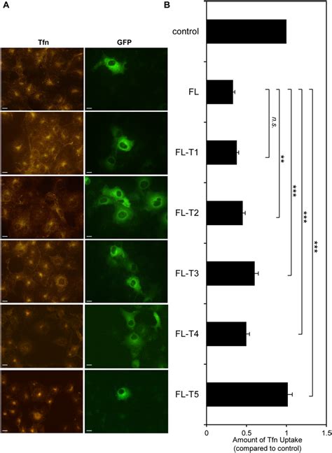 The Effect Of C Terminal Truncation Of Fl On Transferrin Uptake A