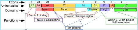 Diagrammatic Representation Of Smn Mrna And Smn Protein Number Of