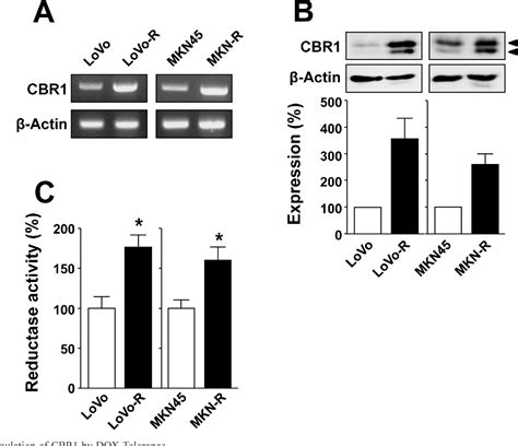 Up Regulation Of Carbonyl Reductase 1 Renders Development Of
